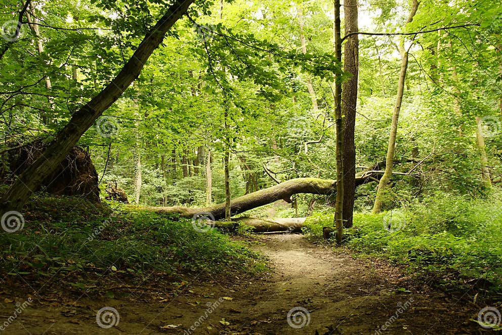 Fallen tree over the road stock image. Image of countryside - 20582541