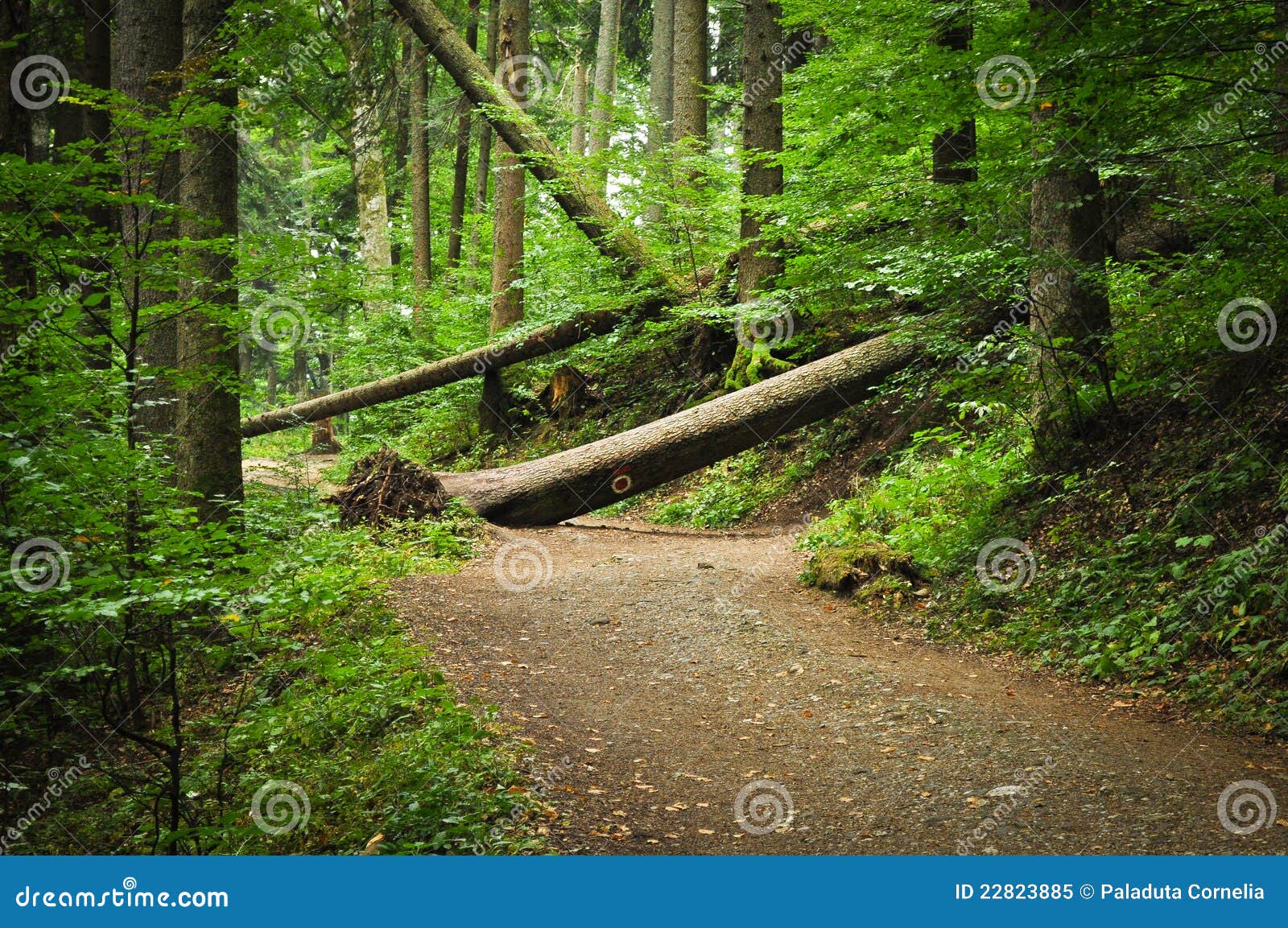Fallen tree over the road stock image. Image of root - 22823885