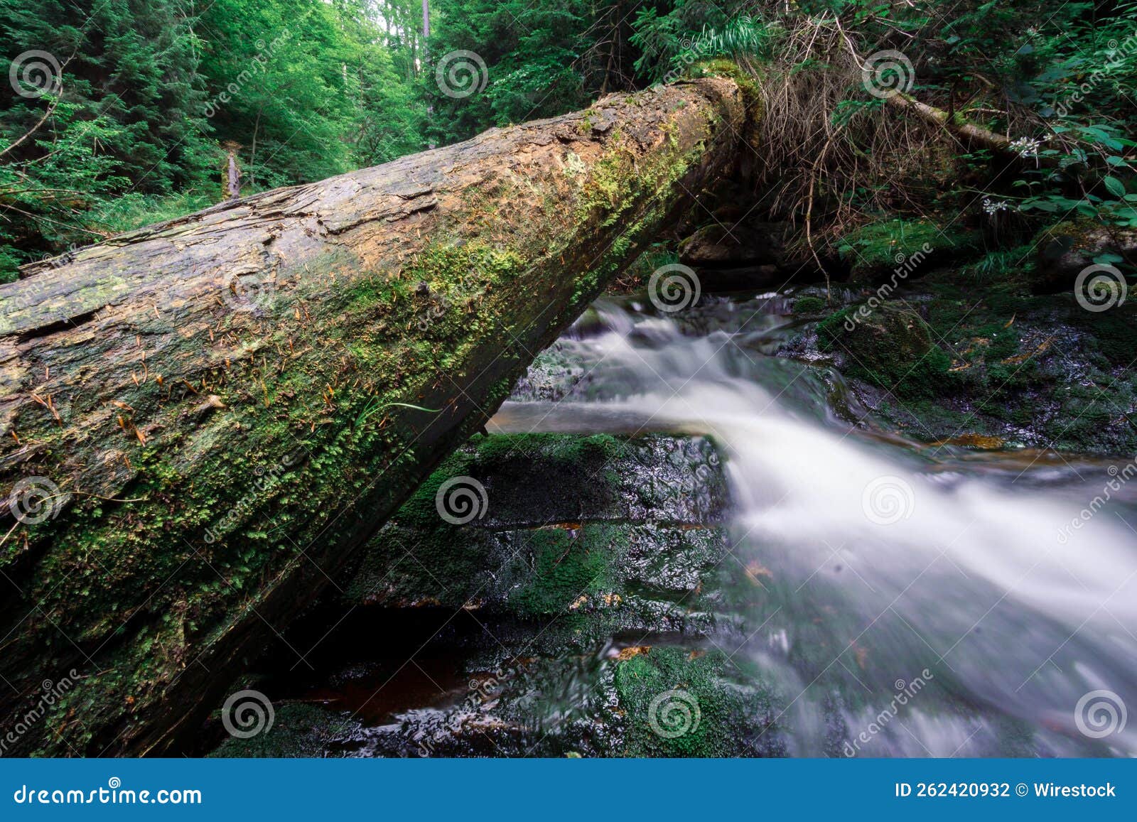 Fallen Tree Over a Rushing River in a Forest Stock Photo - Image of ...
