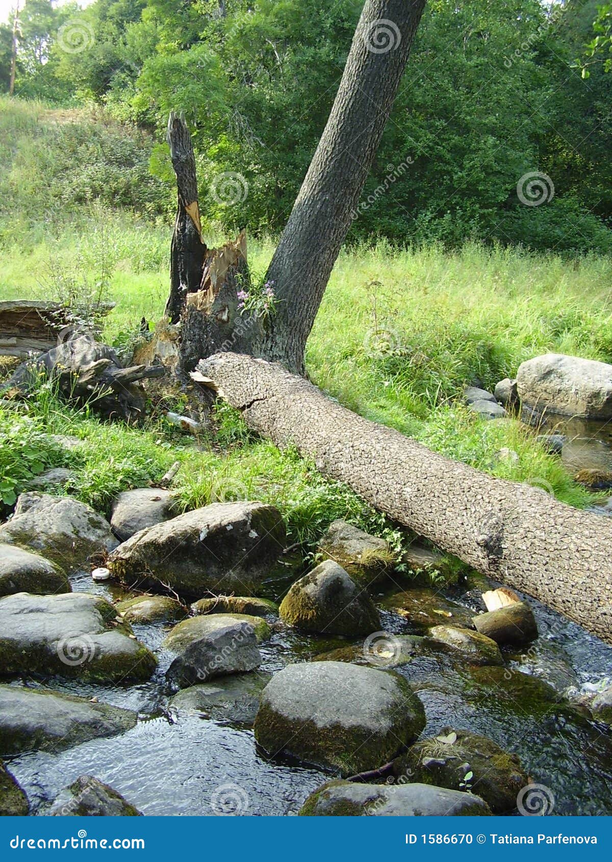 Fallen tree over stream stock photo. Image of woodland - 1586670