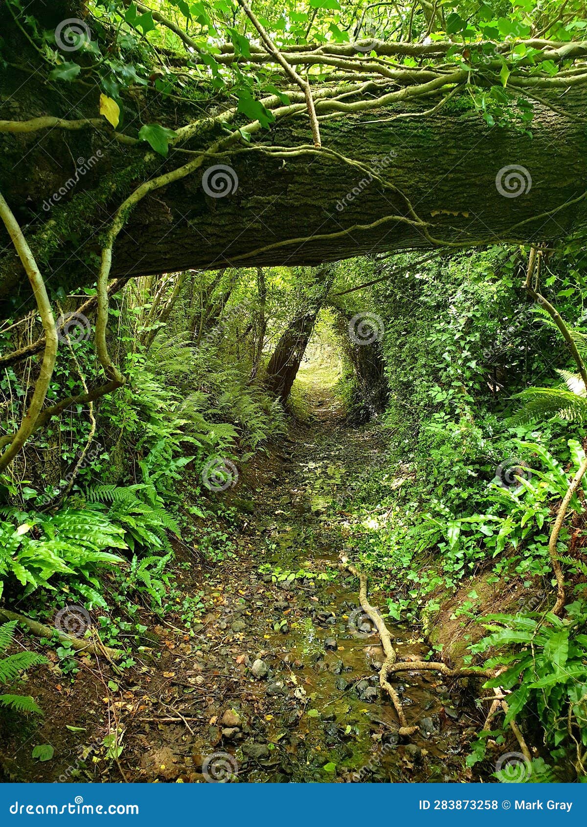 The Fallen Tree Over the Stream Stock Photo - Image of forest, trunk ...