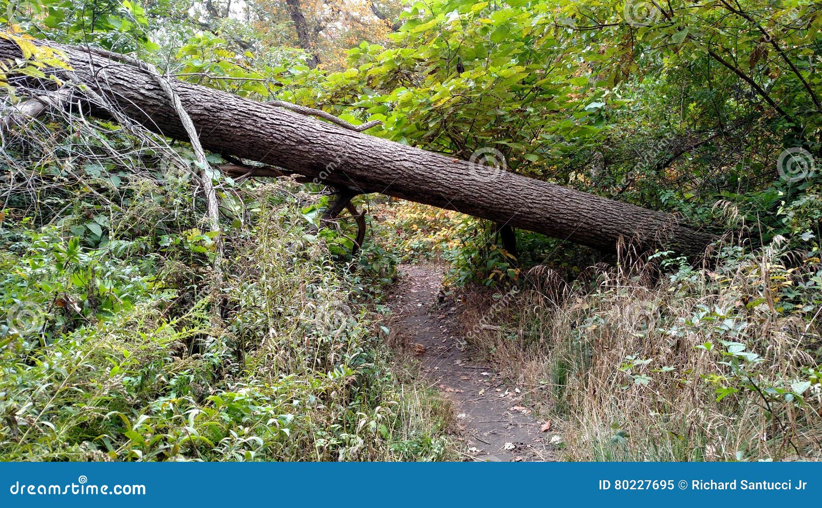 Fallen stock image. Image of tree, fallen, trail, nature - 80227695