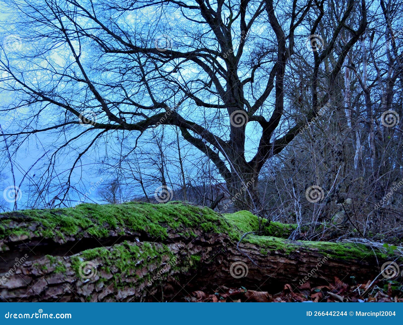 Fallen tree with moss stock photo. Image of tree, fallen - 266442244