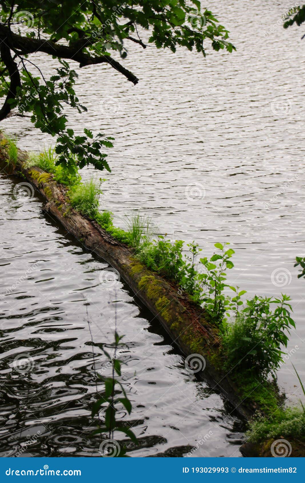 Fallen Tree is Overgrown with Plants Stock Image - Image of moss ...