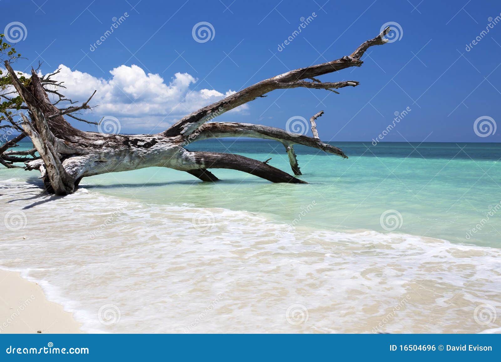 Fallen tree in paradise. stock photo. Image of sand, coastline - 16504696