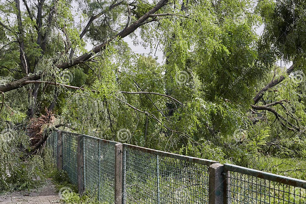 Fallen tree in park stock image. Image of park, destruction - 61258969