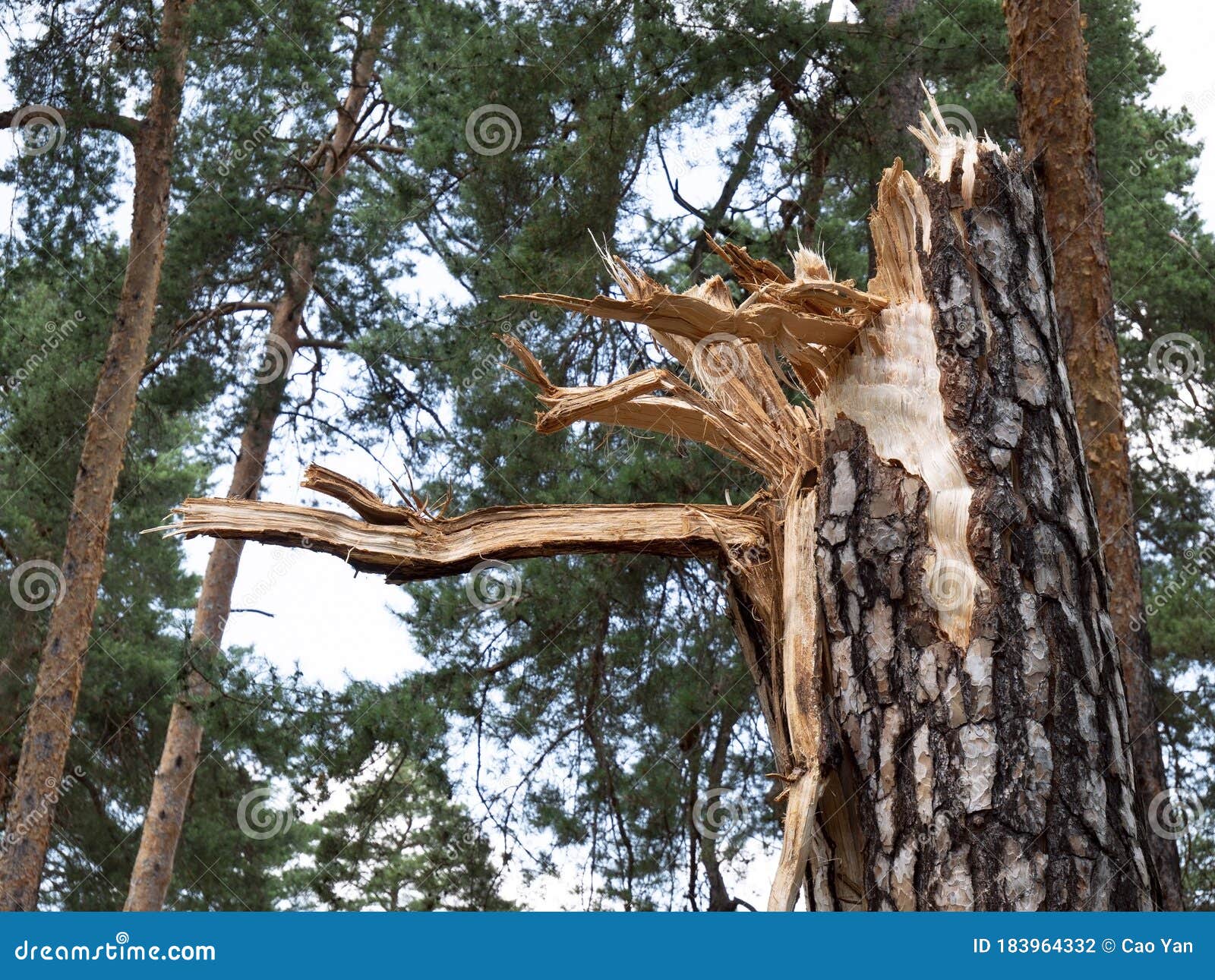 Fallen Tree in the Park after a Storm Hurricane Damage Stock Photo ...
