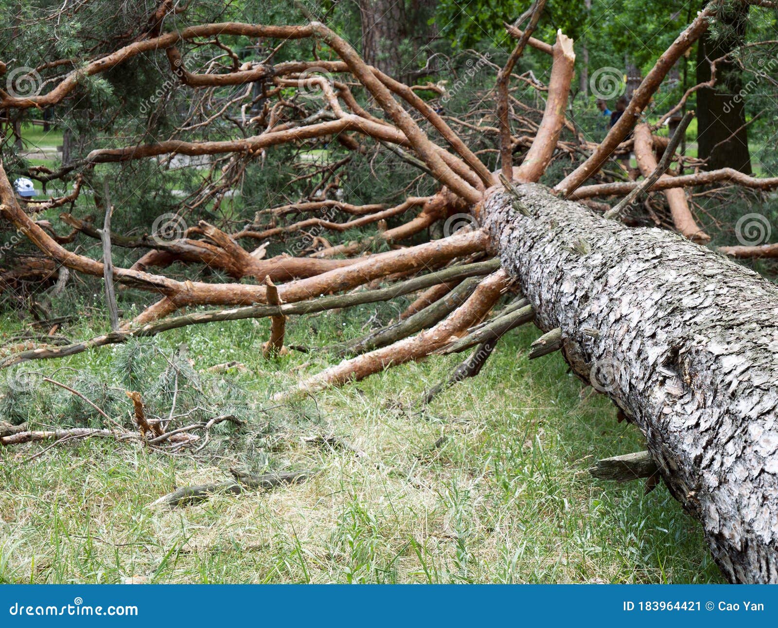 Fallen Tree in the Park after a Storm Hurricane Damage Stock Image ...