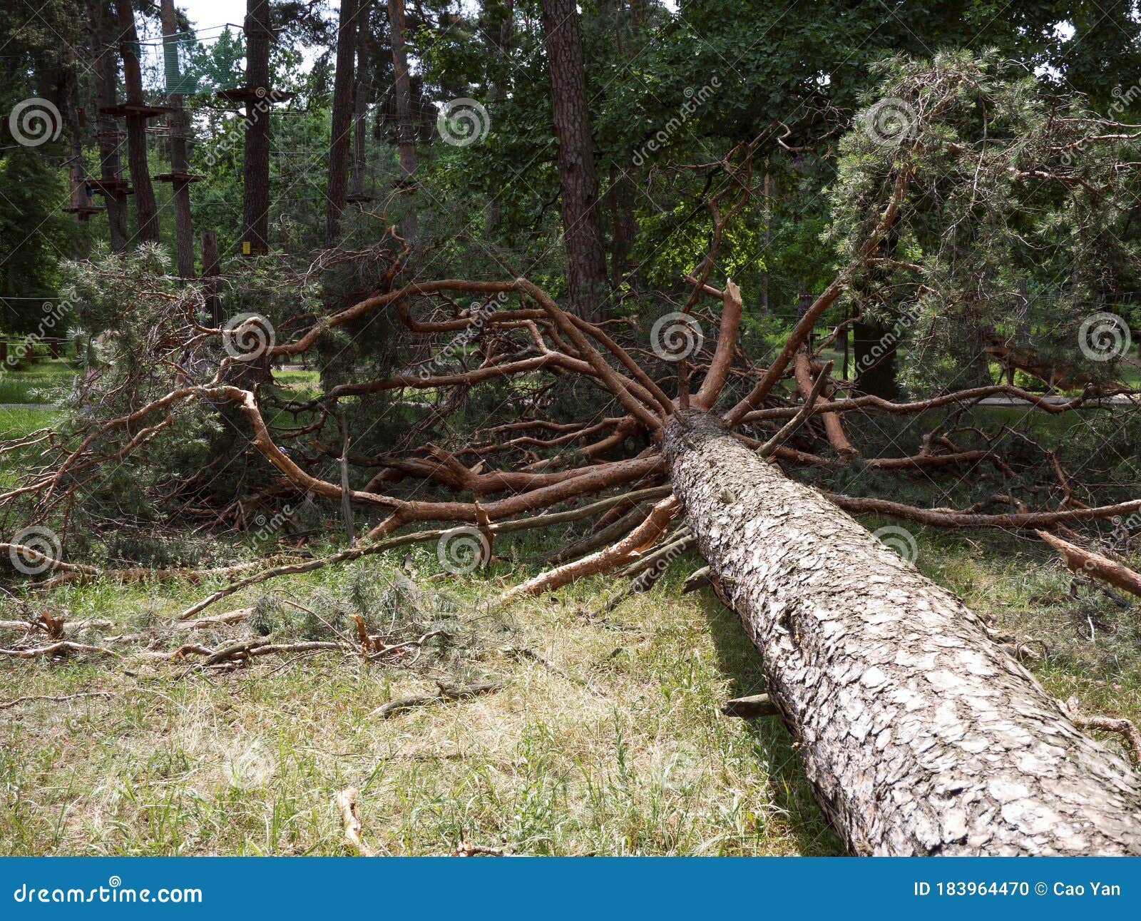 Fallen Tree in the Park after a Storm Hurricane Damage Stock Photo ...