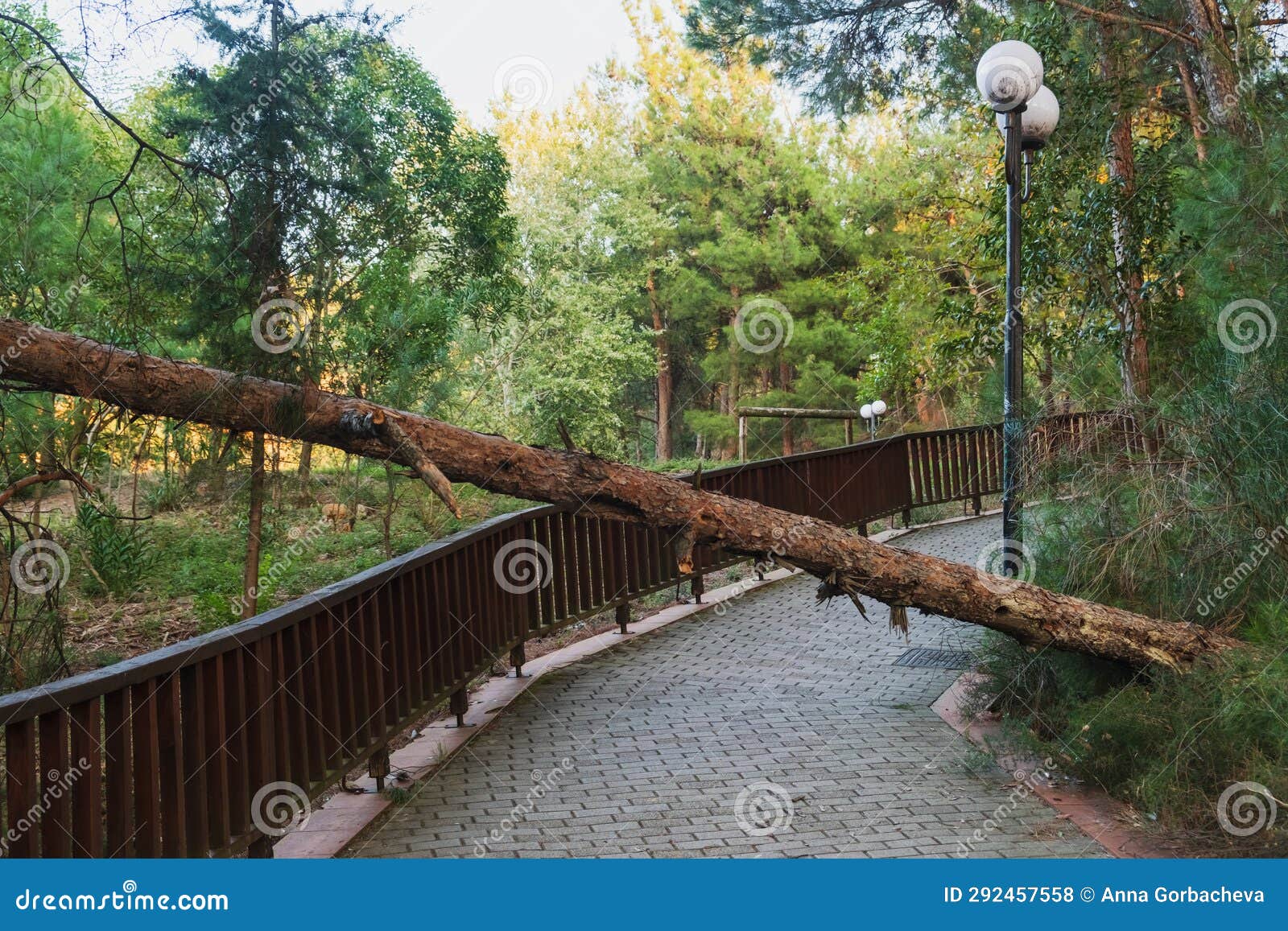 A Fallen Tree in Forest Blocked Way Stock Photo - Image of background ...