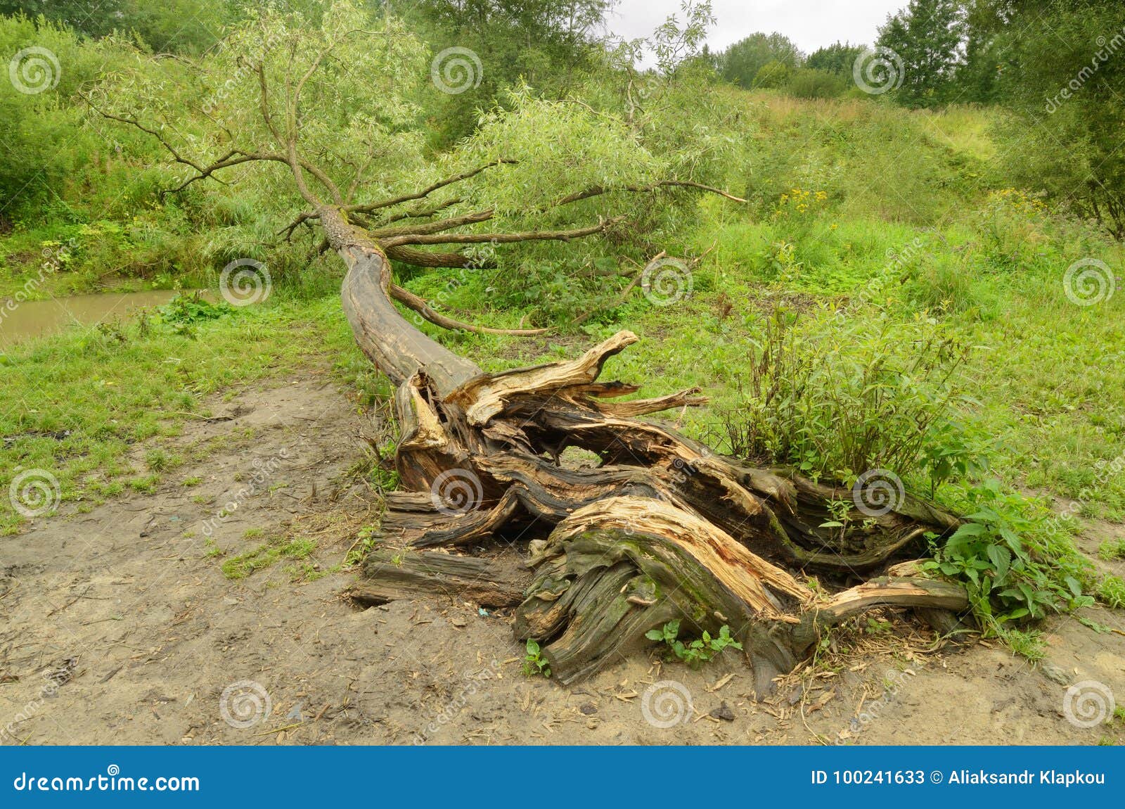 A fallen tree in the Park. stock image. Image of green - 100241633