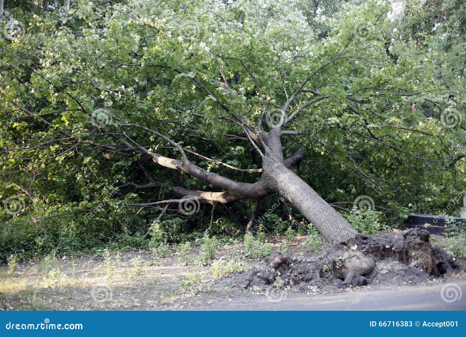 Fallen tree in the park stock image. Image of uproot - 66716383