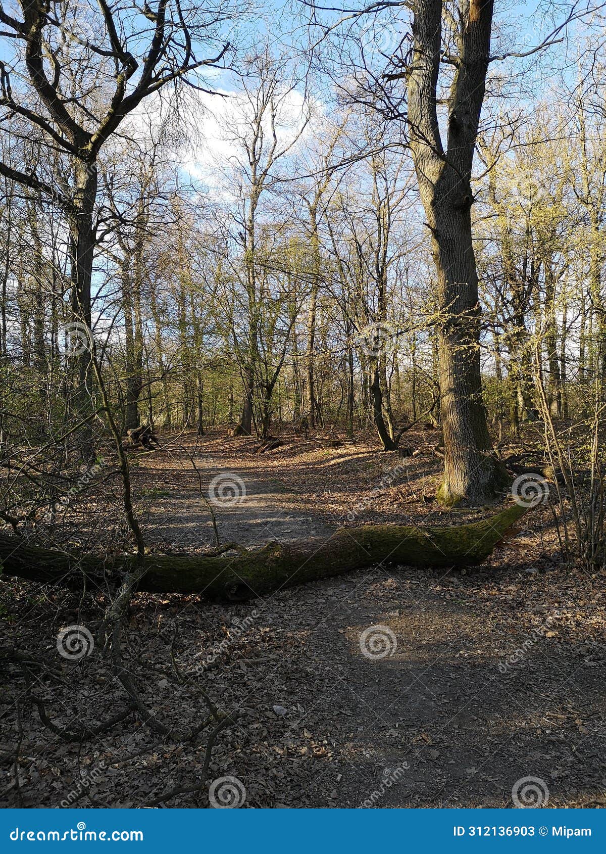 Fallen Tree on the Path in Forrest Stock Image - Image of fallen ...