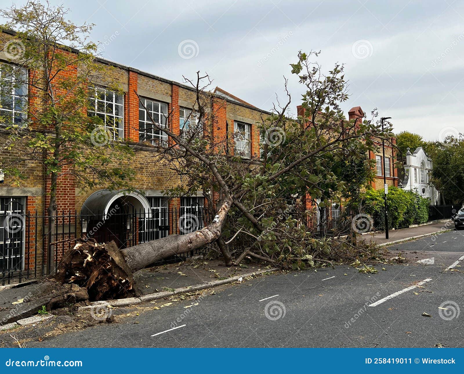 Fallen Tree on the Pavement. Stock Image - Image of structure, tree ...