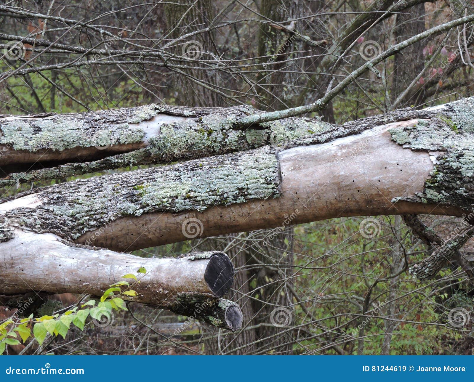 Fallen Tree Peeling Bark in the Fall Forest Stock Image - Image of ...