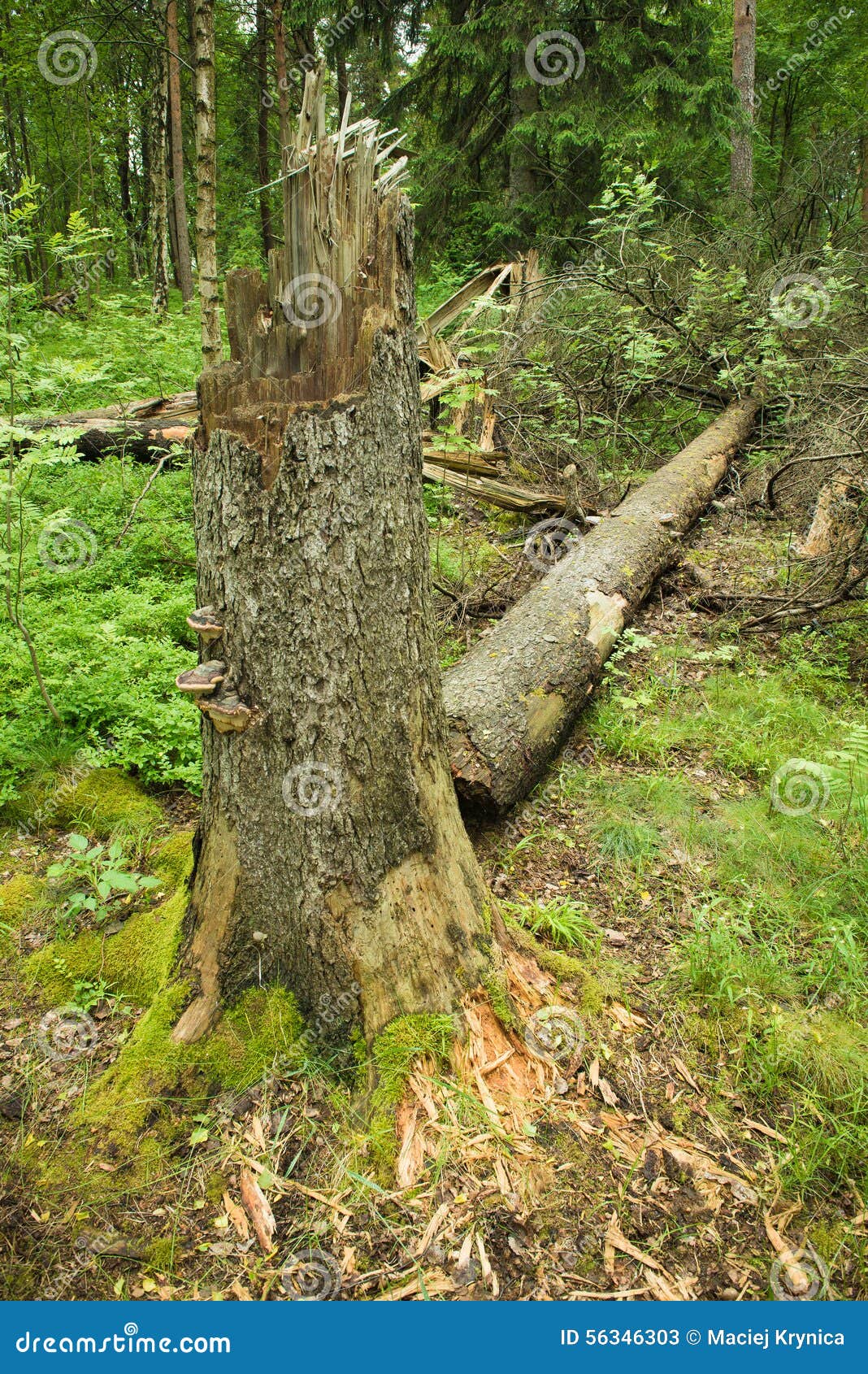 Fallen tree stock image. Image of wilderness, wind, fallen - 56346303