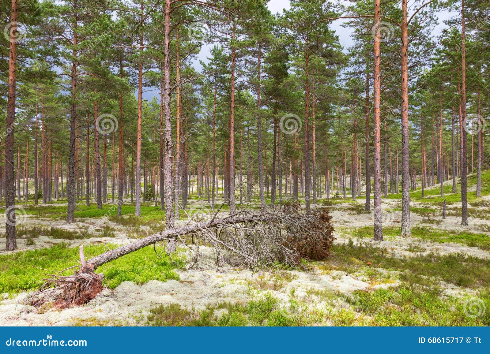 Fallen Tree in the Pine Tree Woods Stock Image - Image of lichens ...