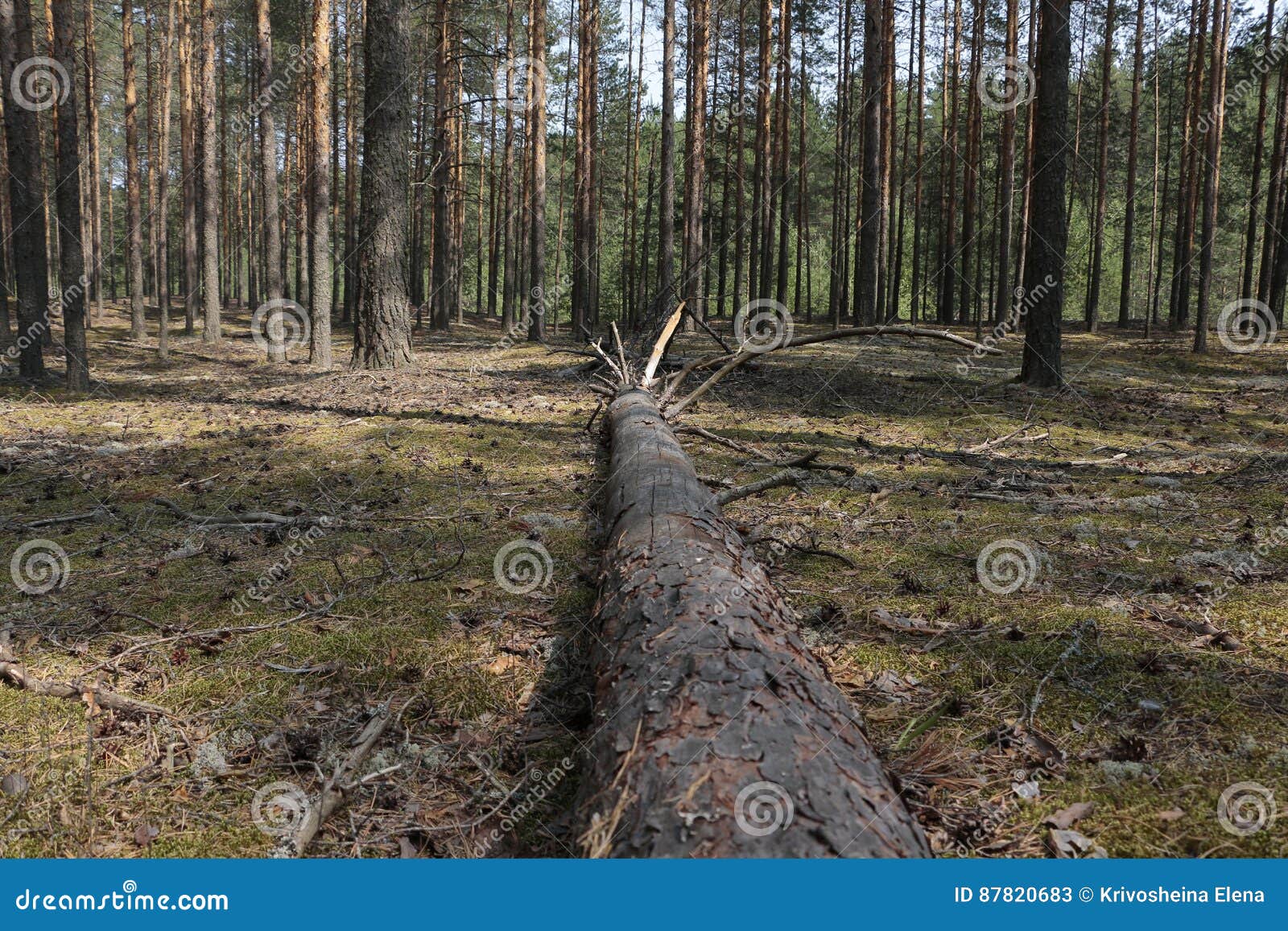 A fallen tree in a pines stock image. Image of autumn - 87820683