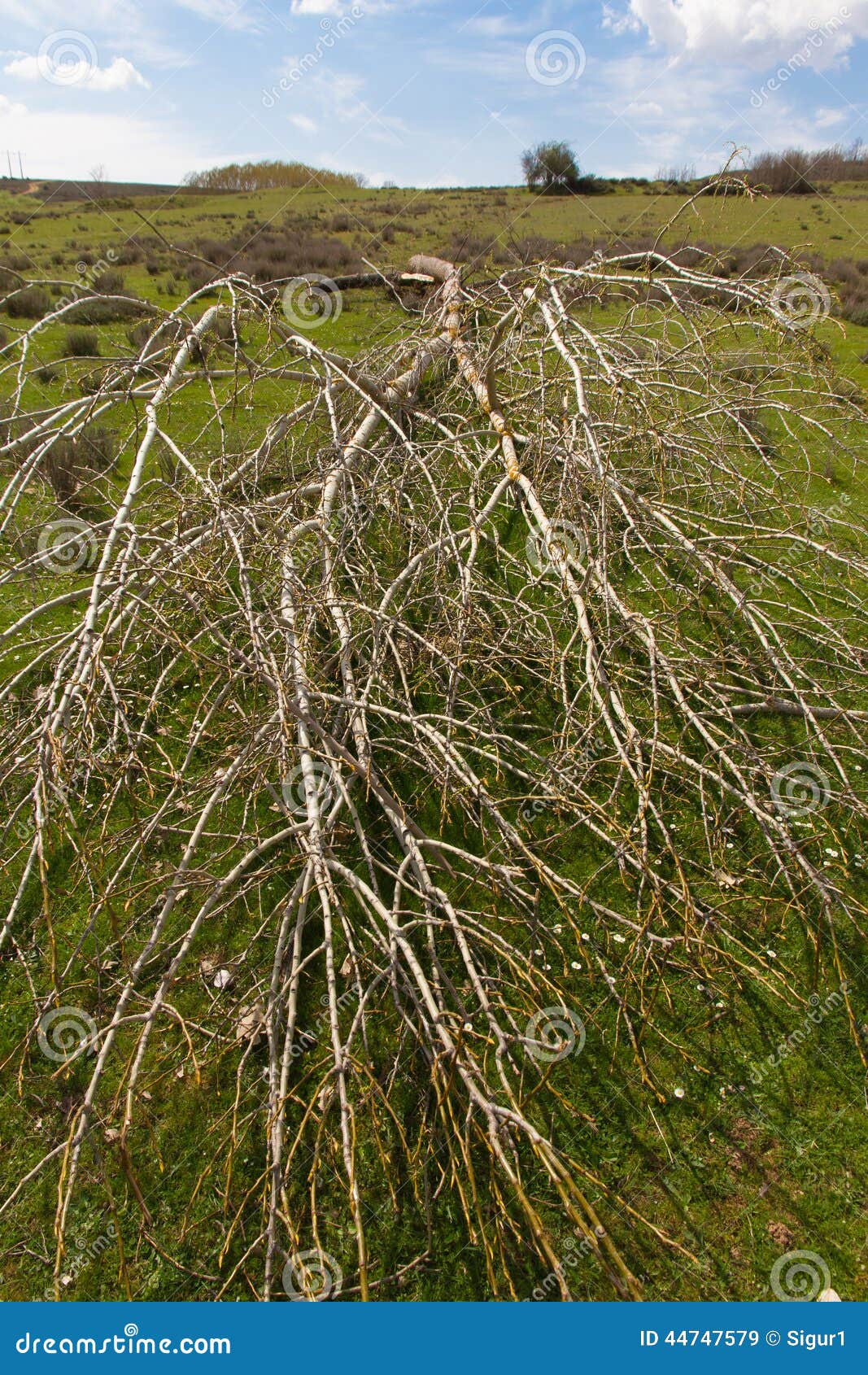 Fallen Tree stock image. Image of verde, wood, blue, chopo - 44747579