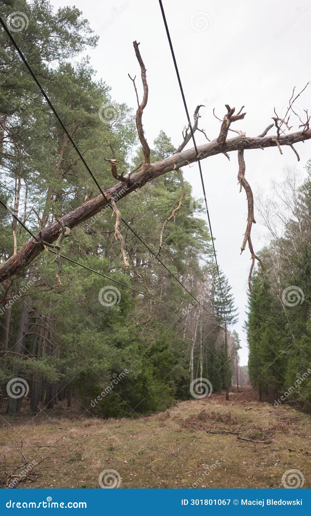 Fallen Tree on Power and Communication Lines in a Forest, Selective ...