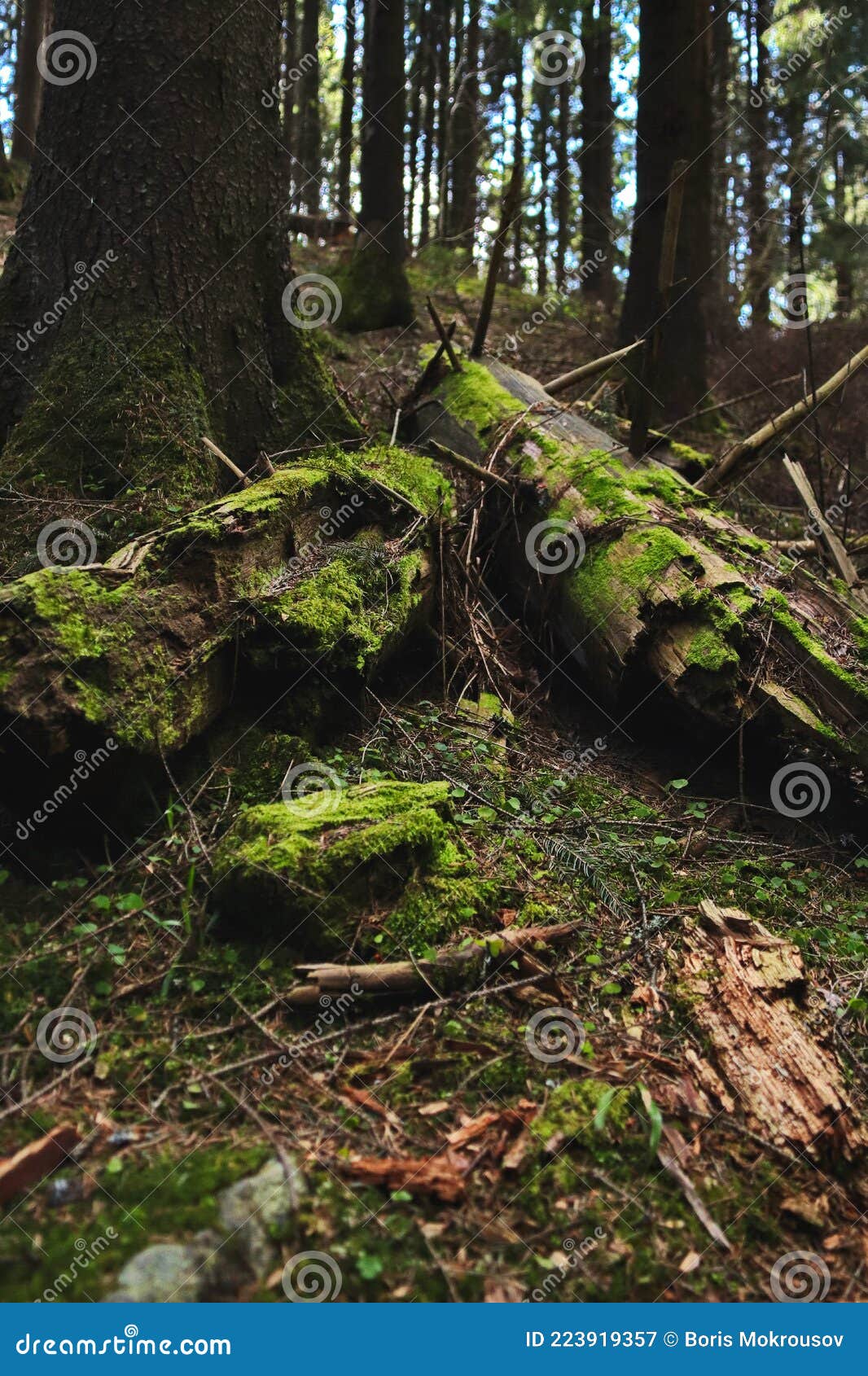 Fallen Tree with Protruding Branches Covered with Green Moss Stock ...