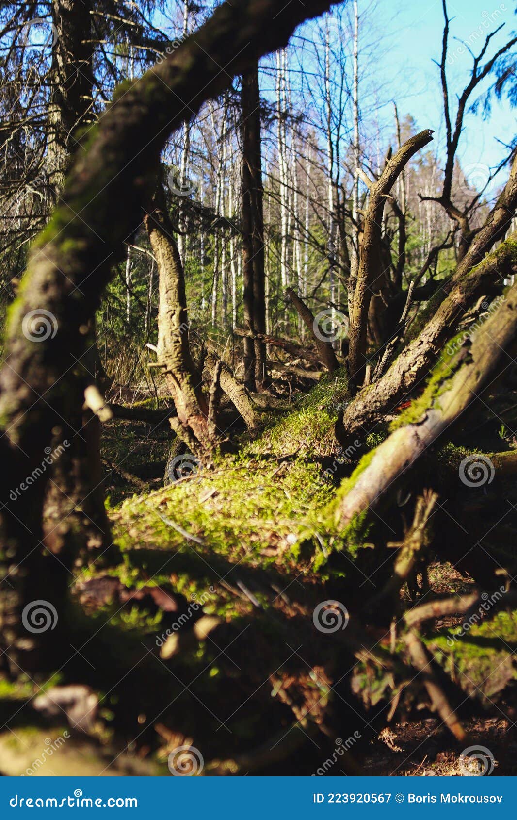 Fallen Tree with Protruding Branches Covered with Green Moss Stock ...