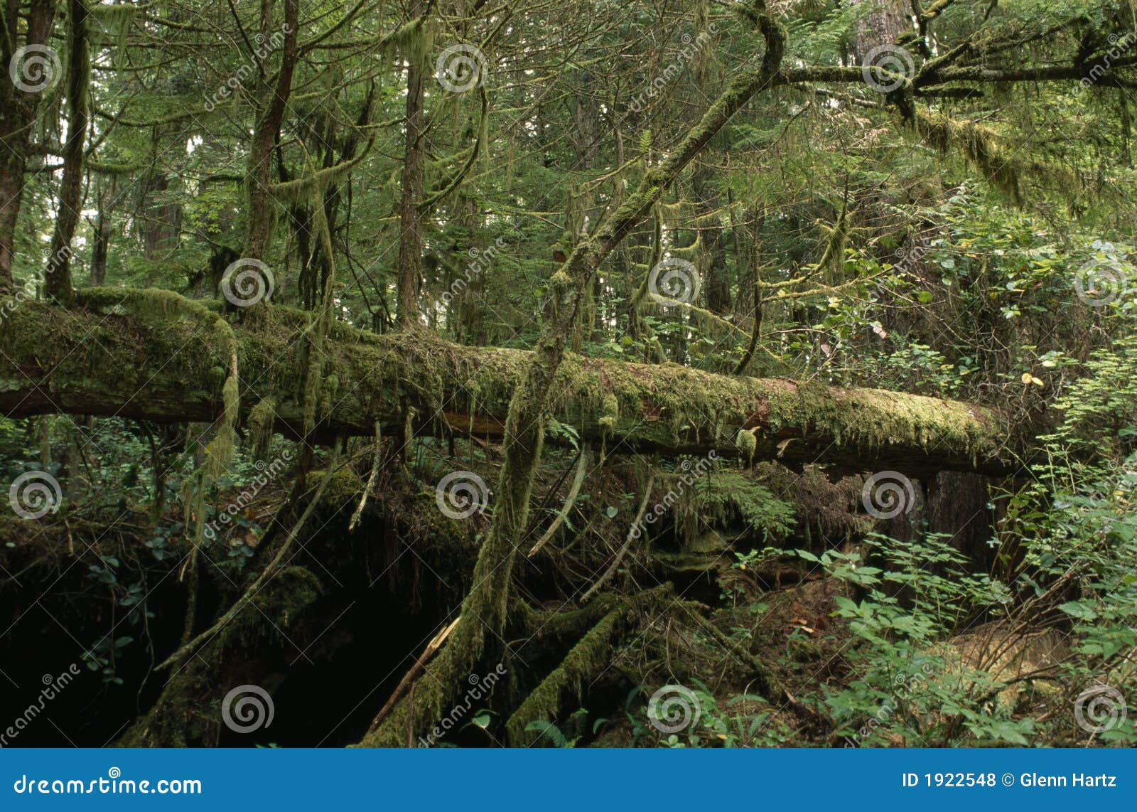 Fallen Tree in a Rain Forest Stock Photo - Image of nature, leave: 1922548