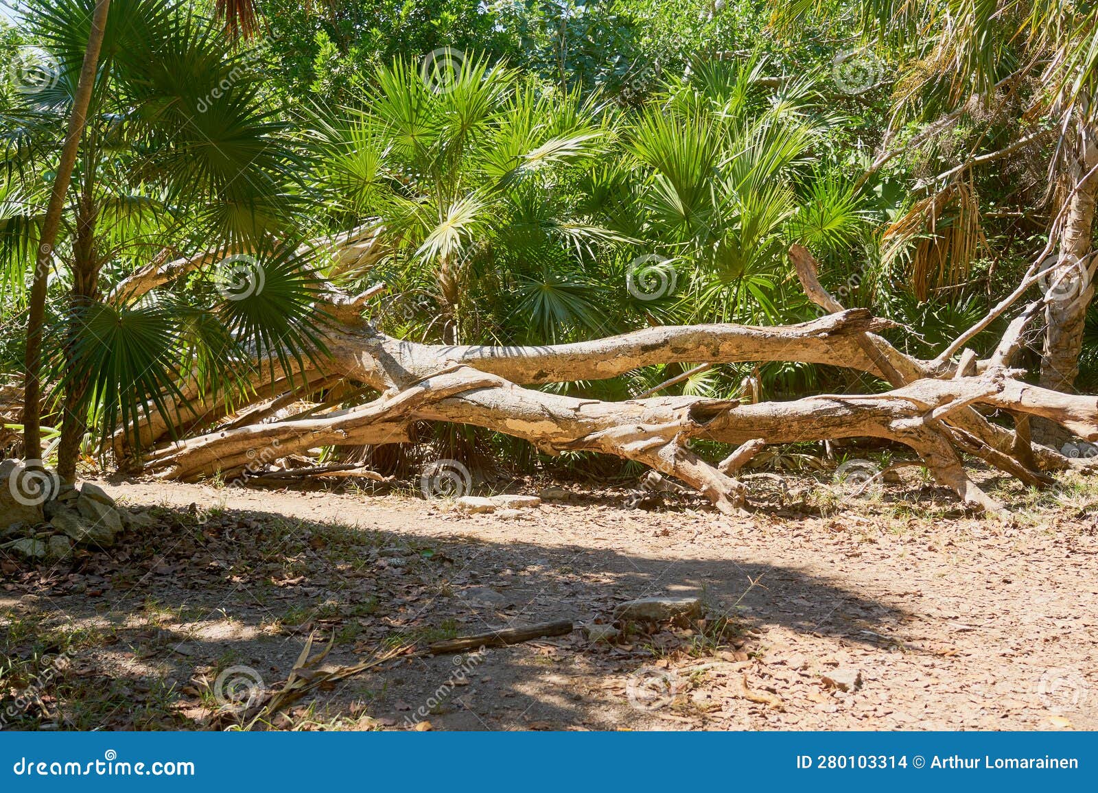 A Fallen Tree in a Rainforest. Stock Photo - Image of tree, national ...