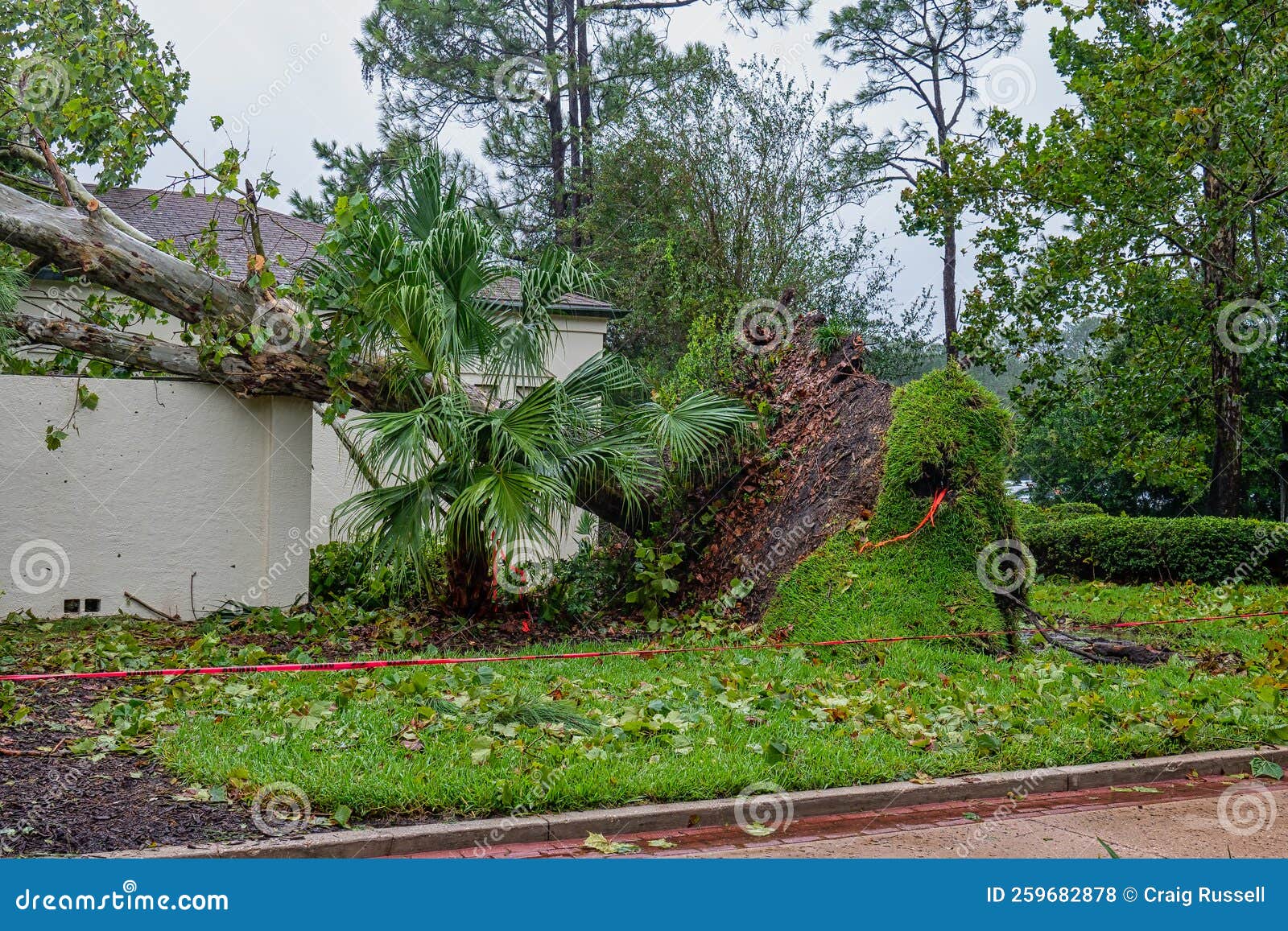 Fallen Tree Reasting on a Wall Stock Photo - Image of root, wind: 259682878