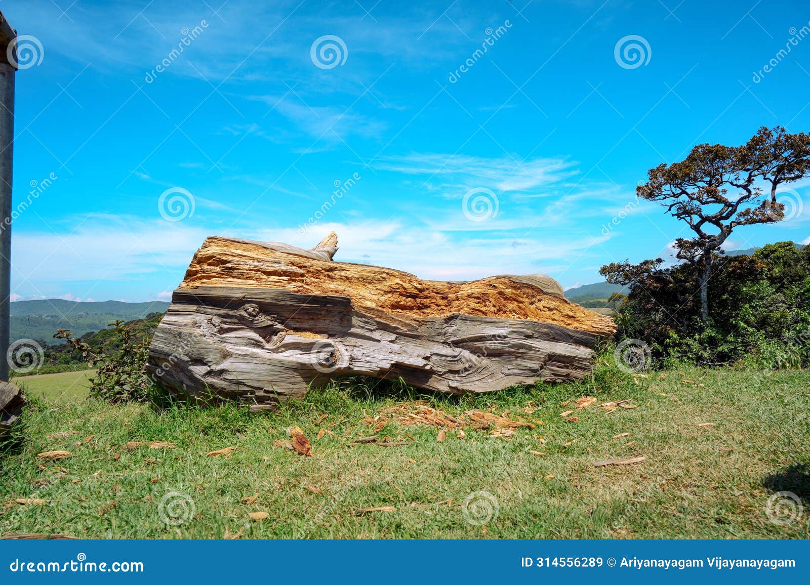 A Fallen Tree Reclaimed by Nature Stock Image - Image of tree, laying ...