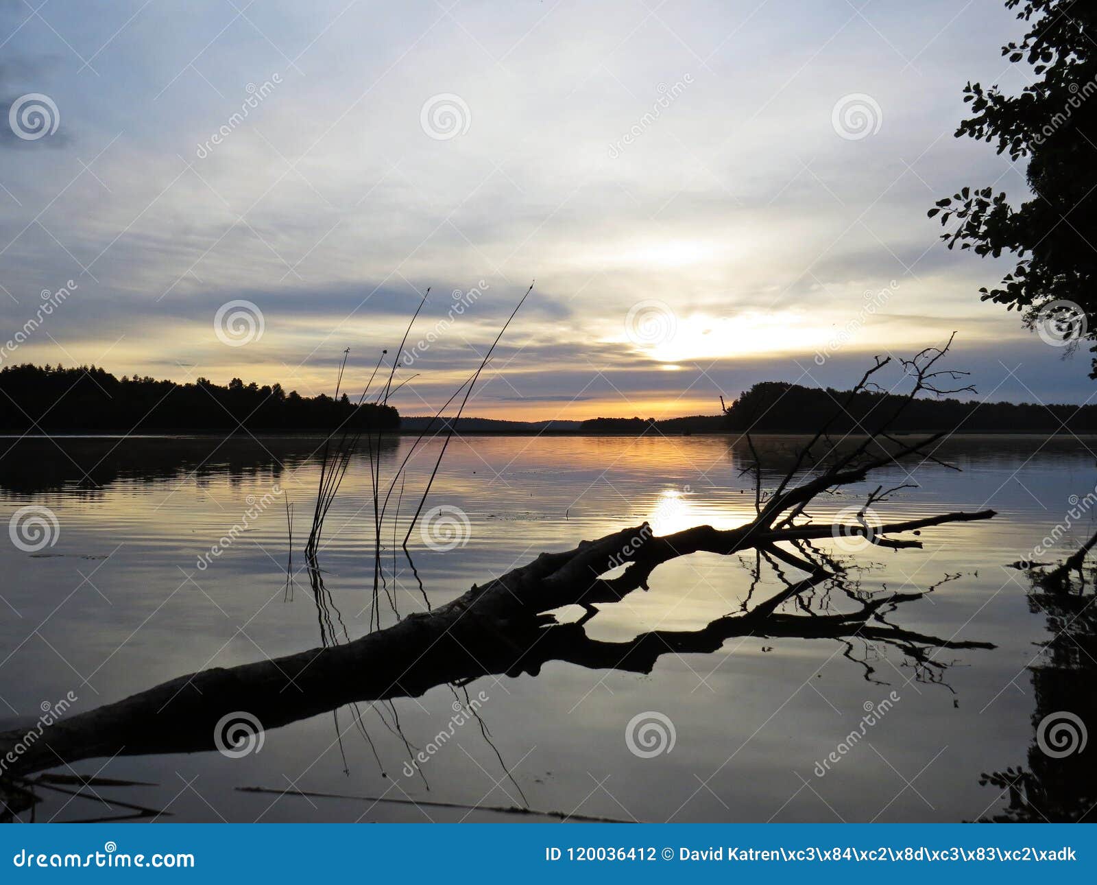 Fallen Tree Reflection in Water during Sunset Over Beautiful Lake with ...