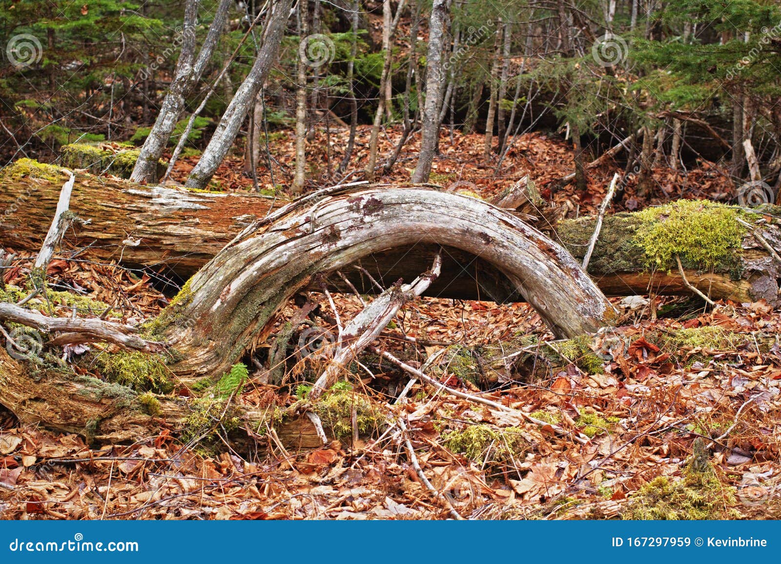 Tree Remains stock image. Image of huge, outdoor, wood - 167297959