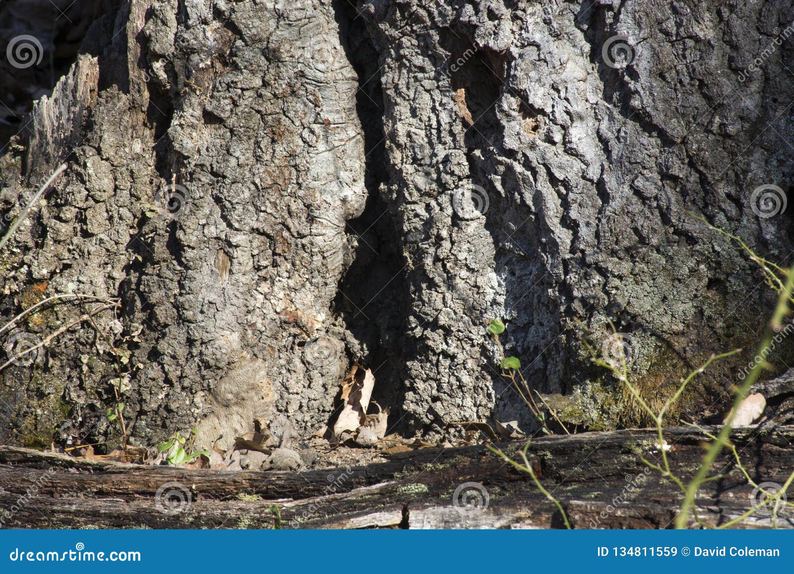 Fallen Tree Remains in Forest Stock Image - Image of forest, remains ...