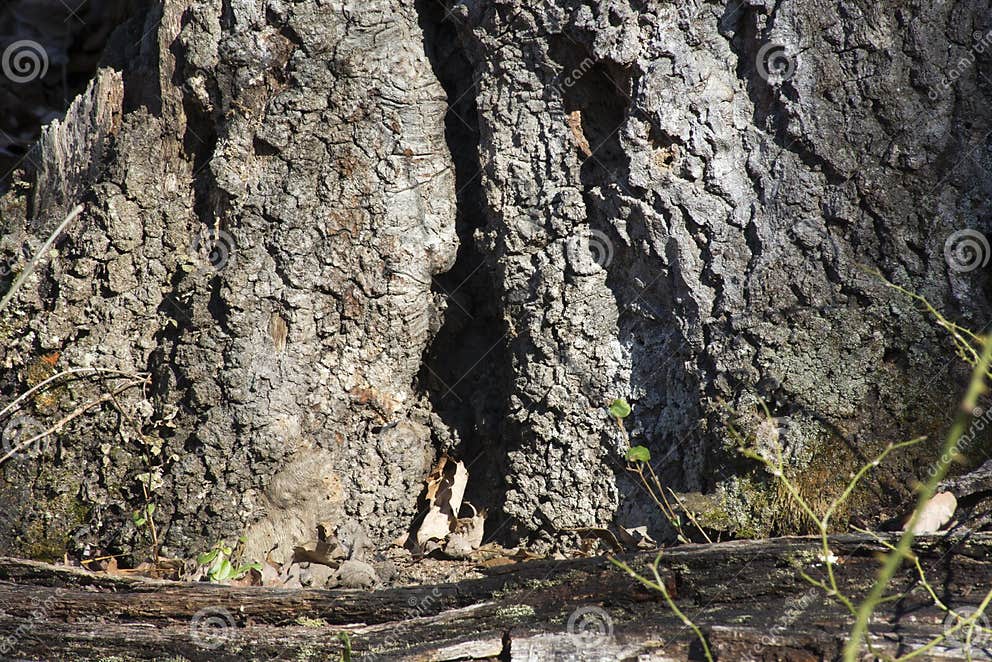 Fallen Tree Remains in Forest Stock Image - Image of forest, remains ...