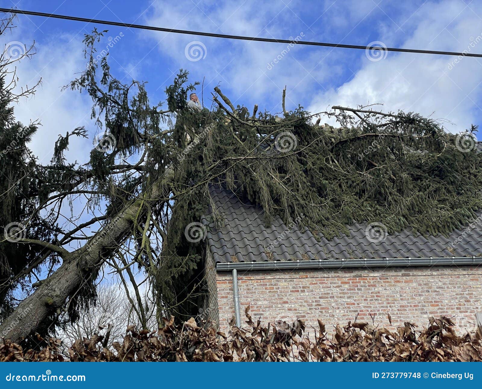 Natural Disaster, Fallen Tree Stock Photo - Image of woodland, park ...
