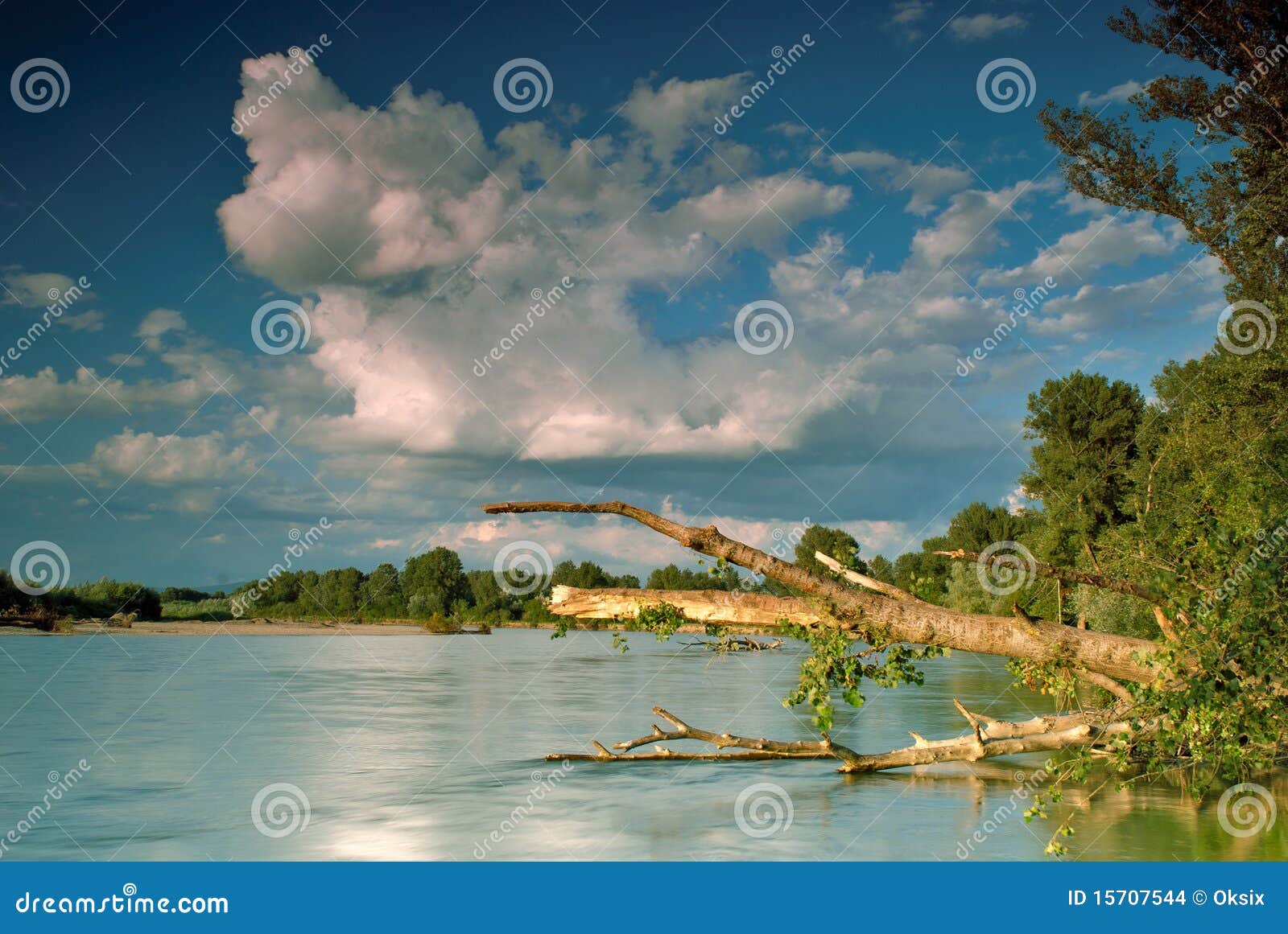 Fallen tree on the river stock photo. Image of rock, forest - 15707544