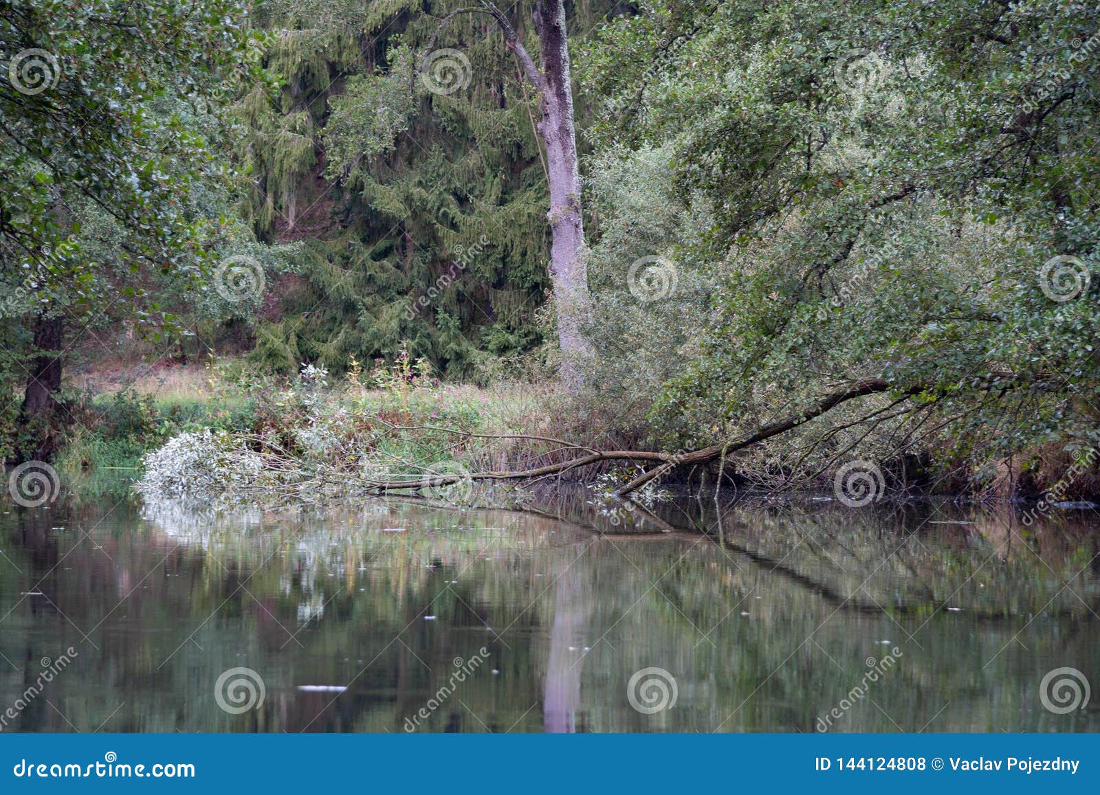 Fallen tree in the river stock photo. Image of aspen - 144124808