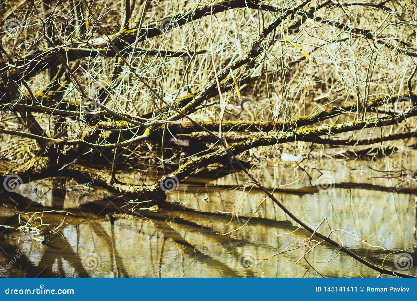 Fallen tree on the river stock image. Image of russia - 145141411