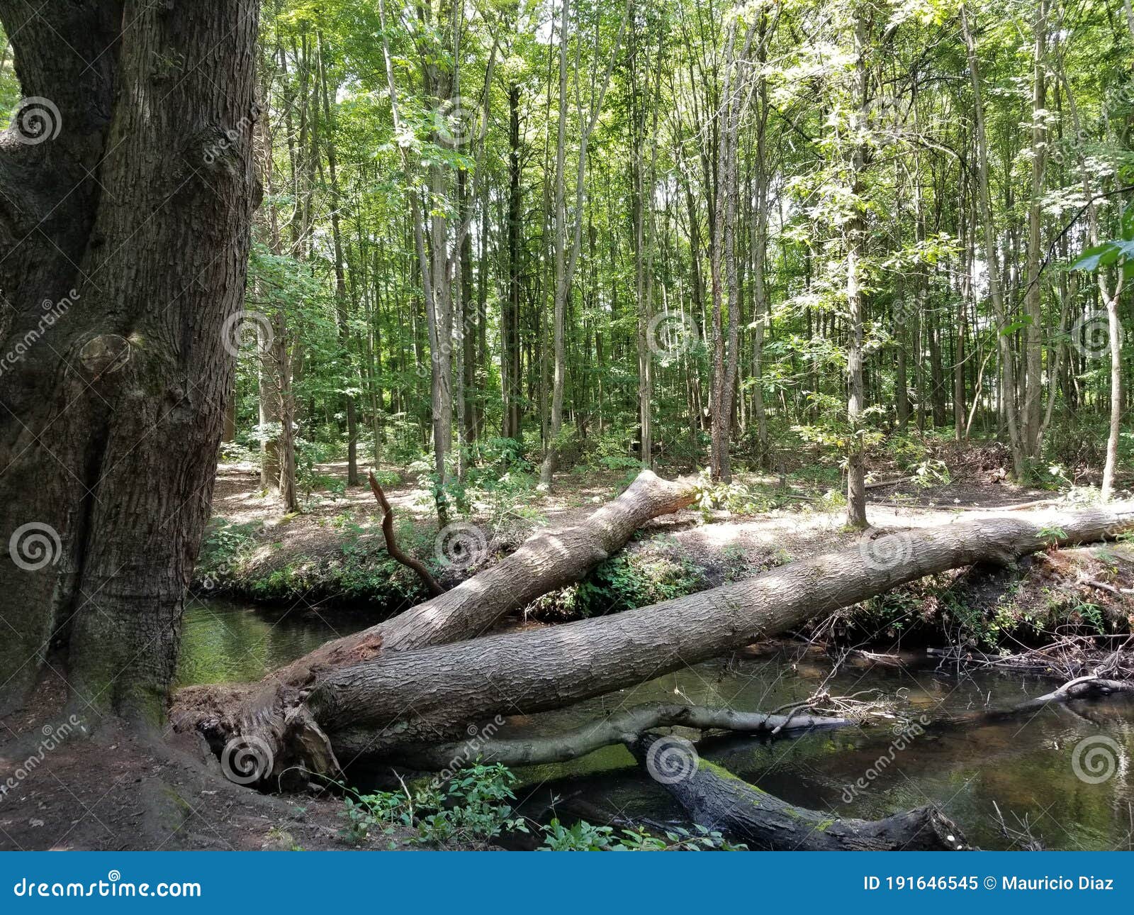 A Fallen Tree on the River2 Stock Image - Image of stream, wildlife ...