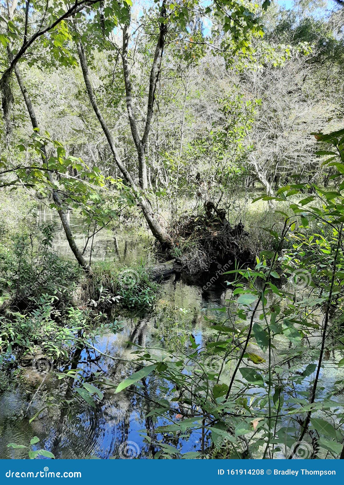 Fallen tree in river stock photo. Image of tree, springwater - 161914208