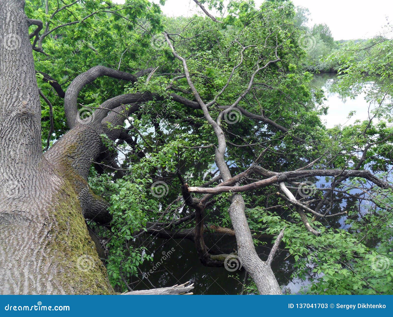 Fallen tree by the river stock image. Image of design - 137041703