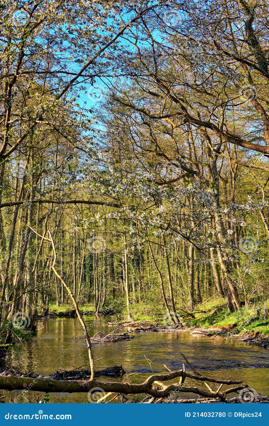 Fallen Tree in a River by the Forest Stock Photo - Image of scenery ...