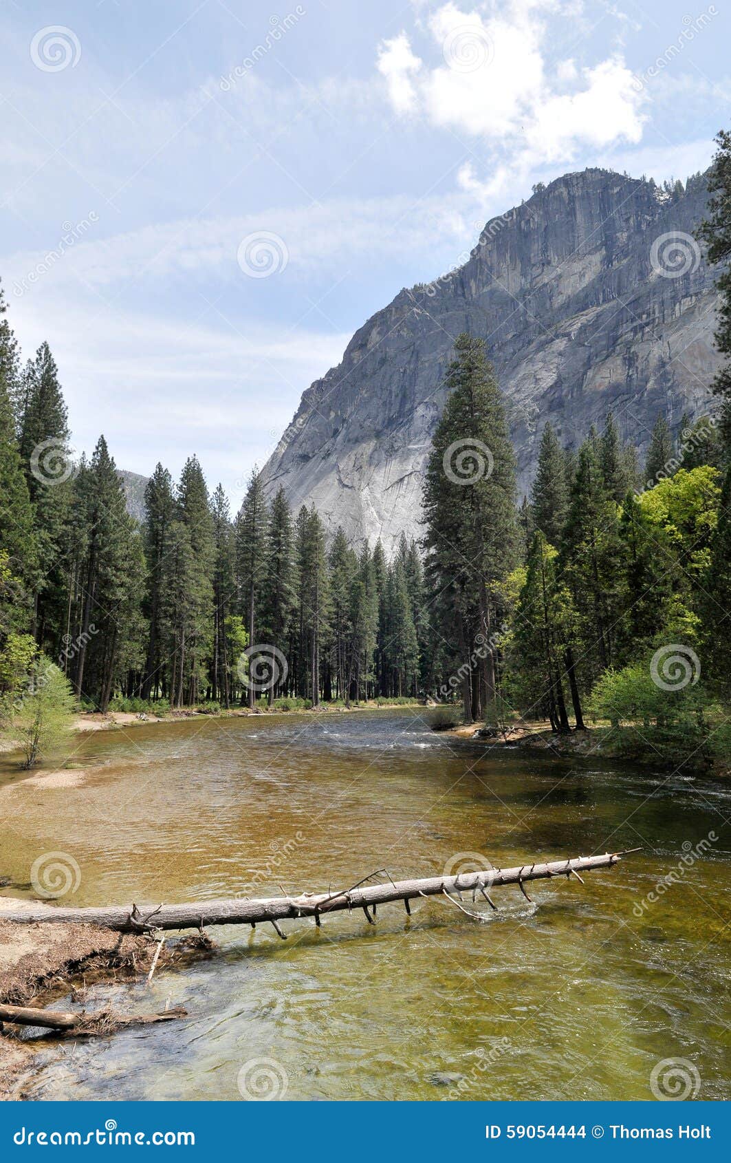 Fallen tree in river stock photo. Image of hiking, landscape - 59054444