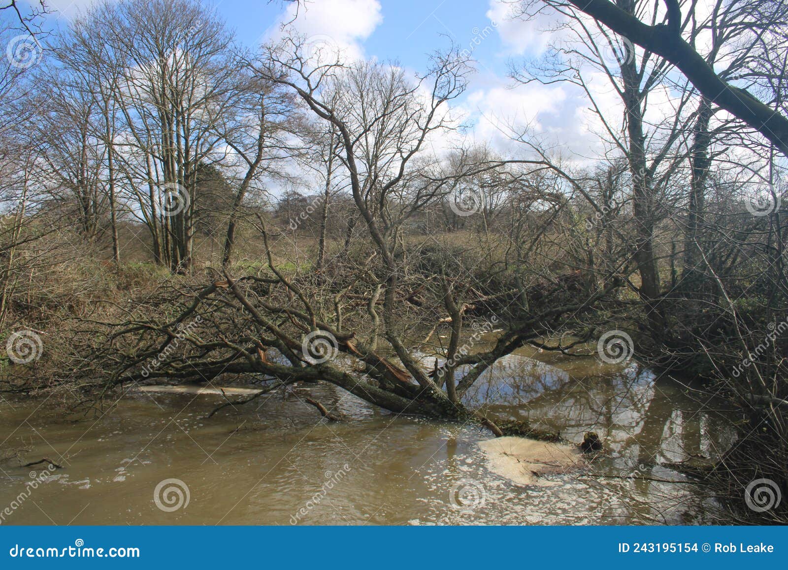 Fallen Tree in River stock photo. Image of blown, tree - 243195154