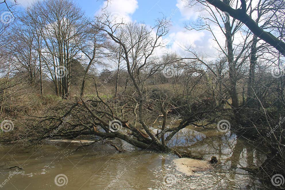 Fallen Tree in River stock photo. Image of blown, tree - 243195154
