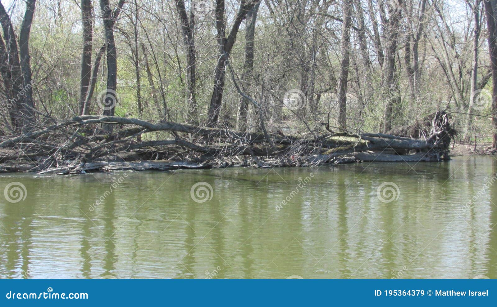 Fallen Tree by River stock image. Image of river, tree - 195364379