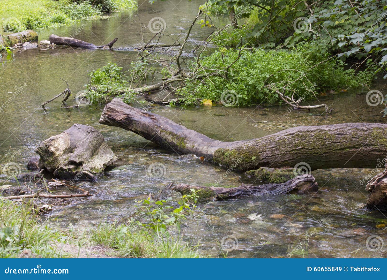 Fallen tree in a river stock image. Image of tree, horizontal - 60655849