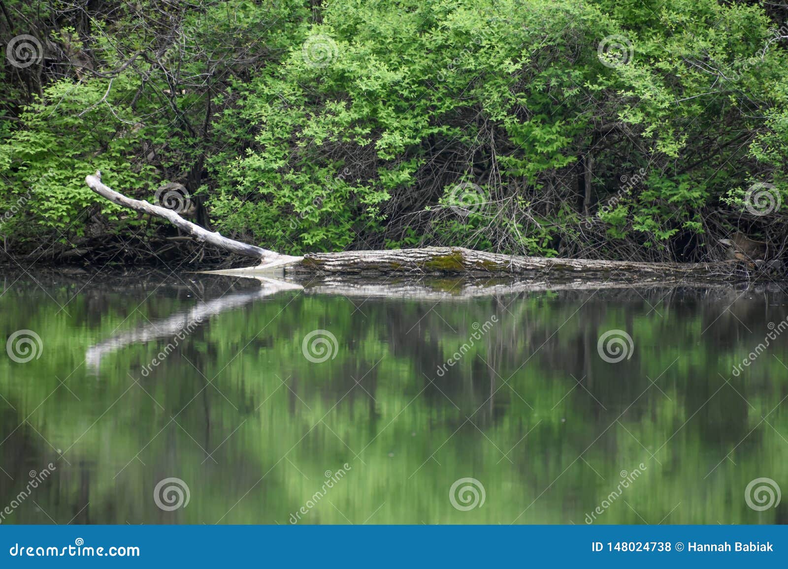 Fallen Tree in River with Reflection Stock Photo - Image of nature ...