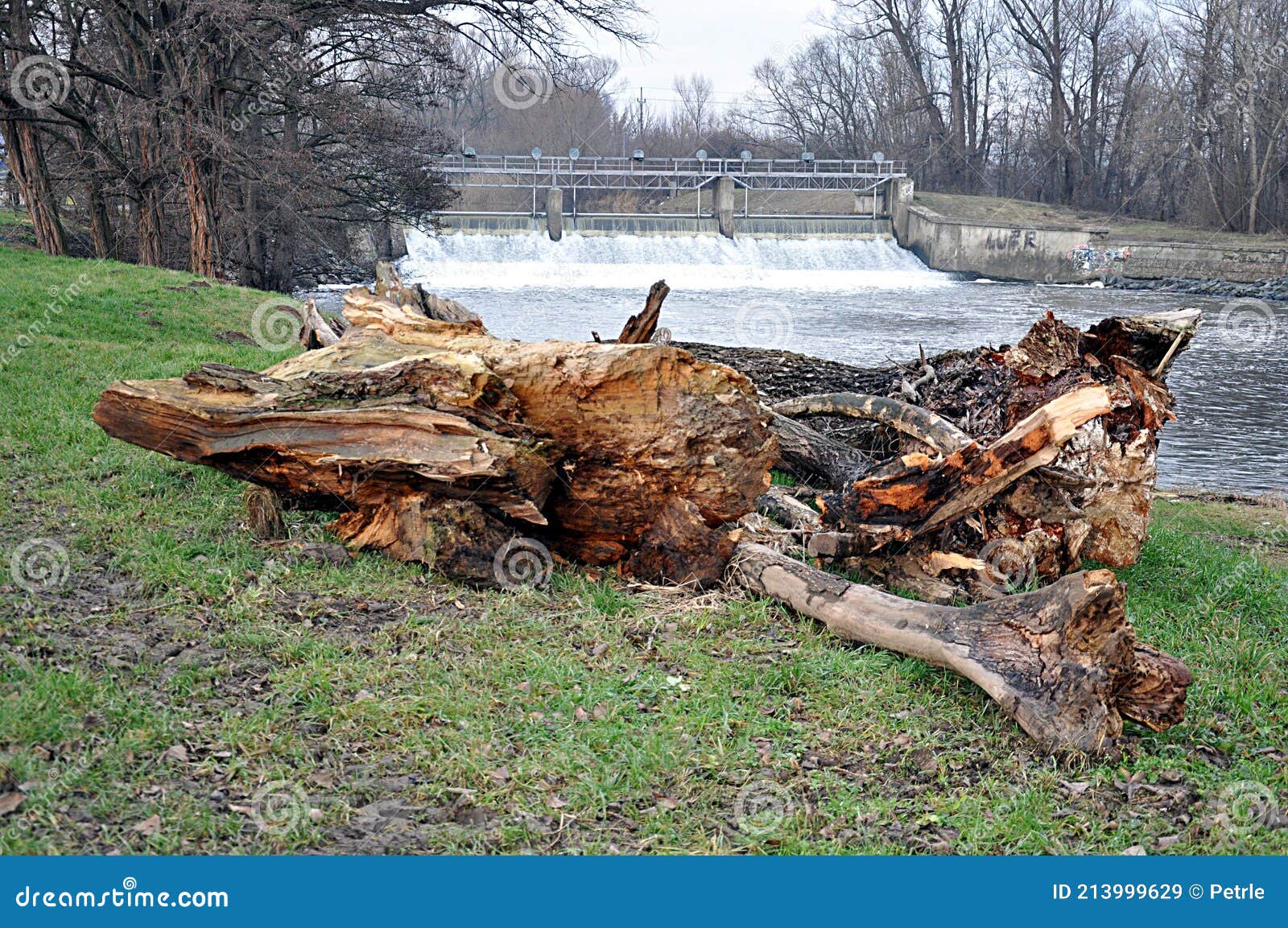 Fallen tree and river stock image. Image of sluice, loam - 213999629