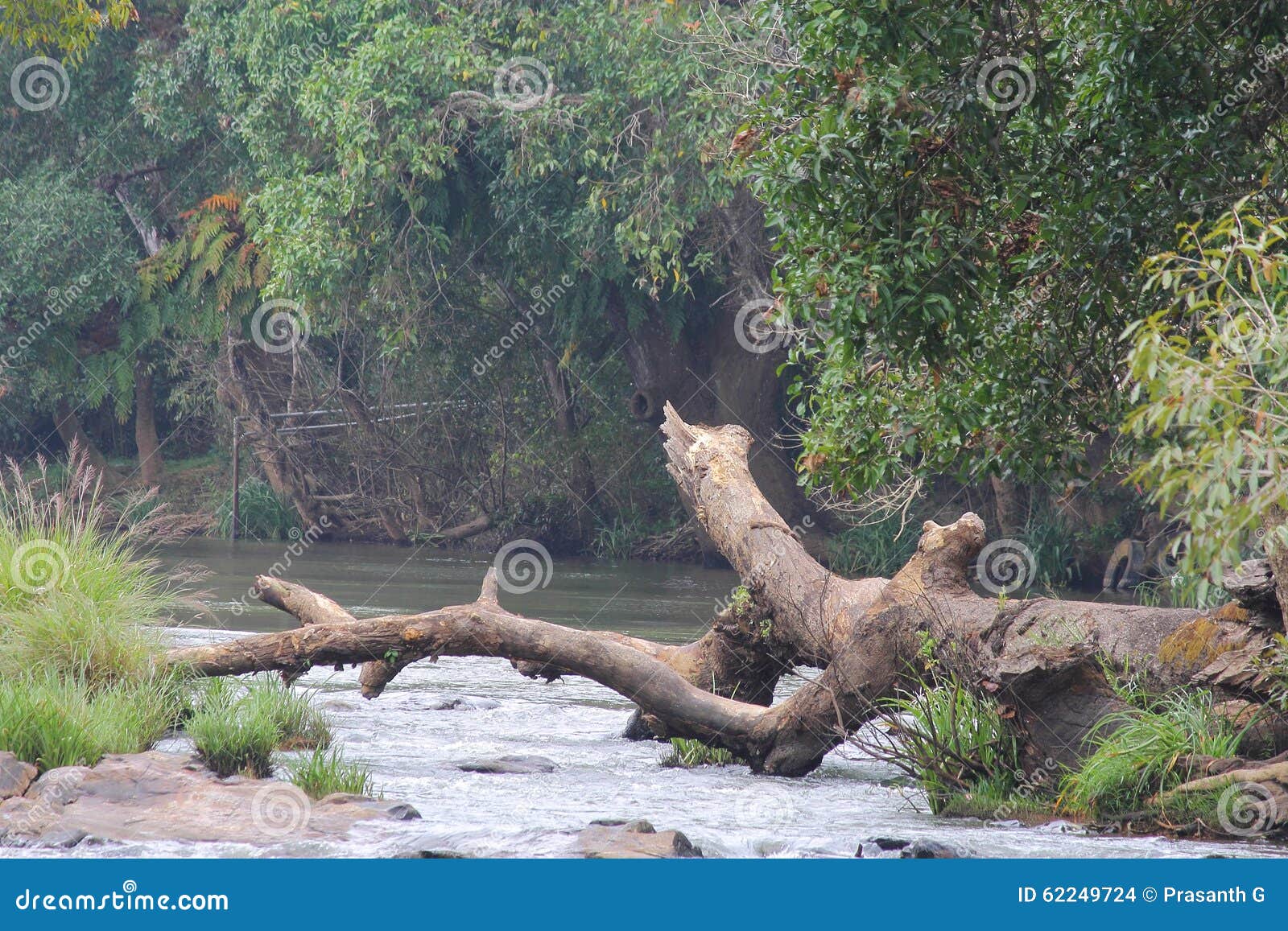 Fallen tree stock photo. Image of death, water, defeat - 62249724